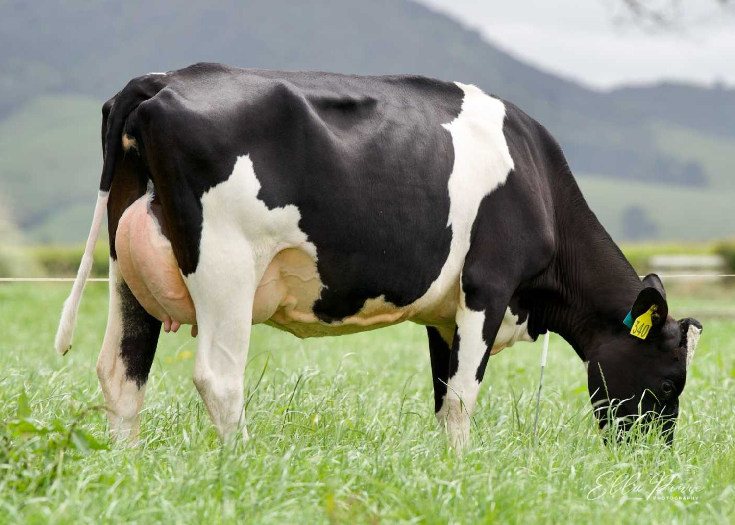 BUSYBROOK L SCRIBE-ET S3F - CRV