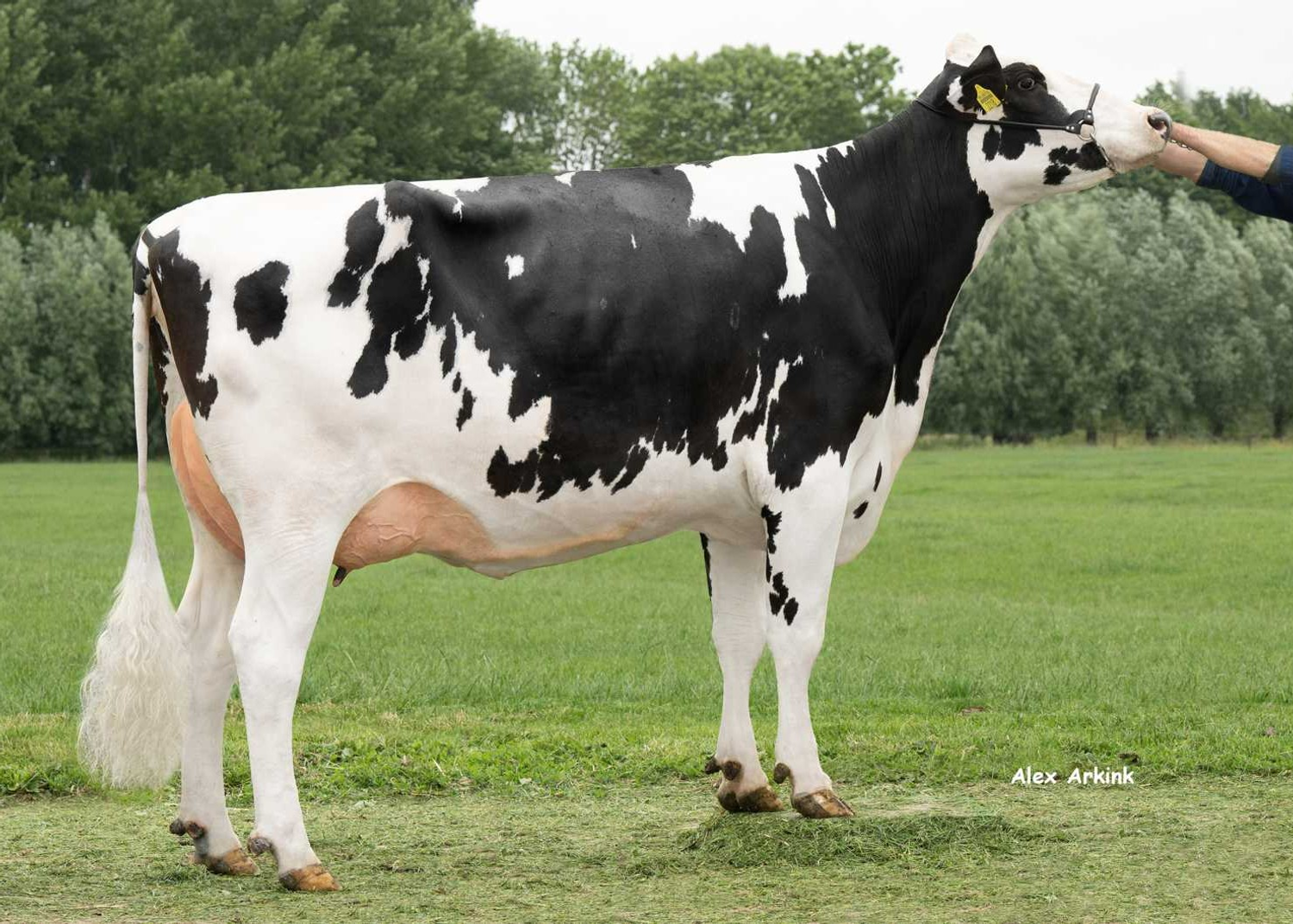 Sire Catalog - CRV