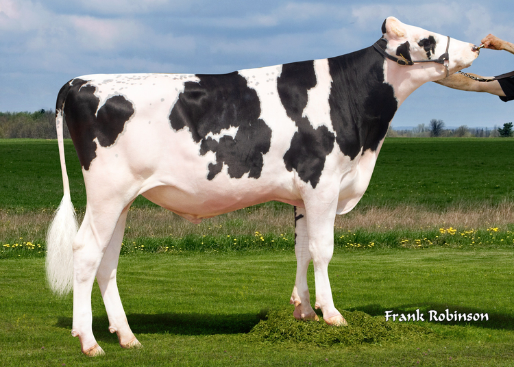 Sire Catalog - CRV
