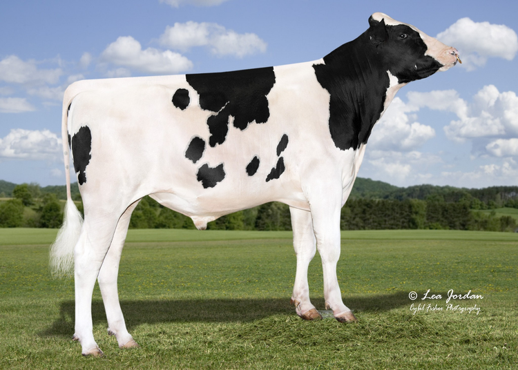 Sire Catalog - CRV