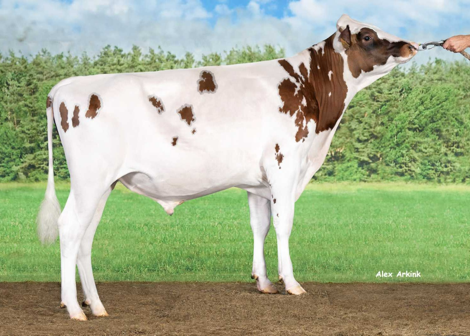 Sire Catalog - CRV