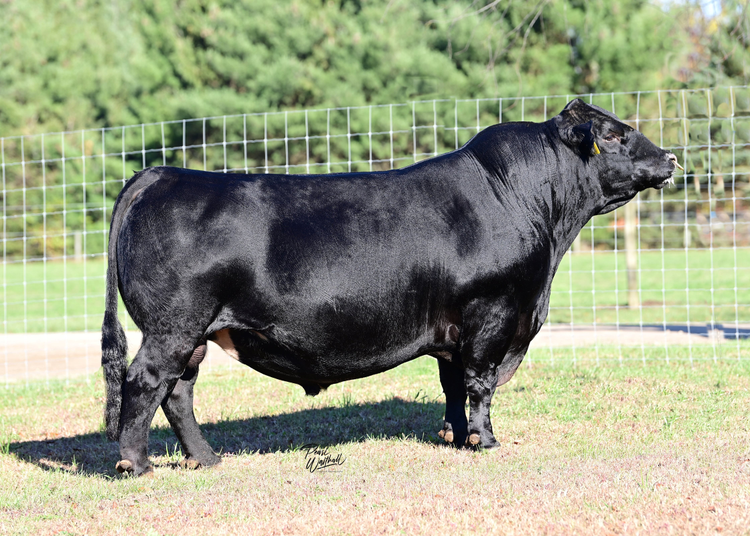 Sire Catalog - CRV
