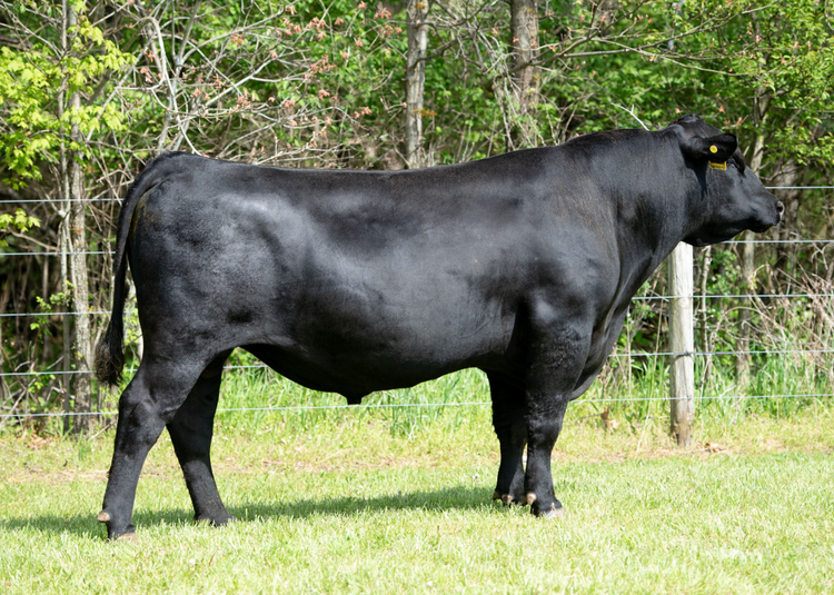 Sire Catalog - CRV