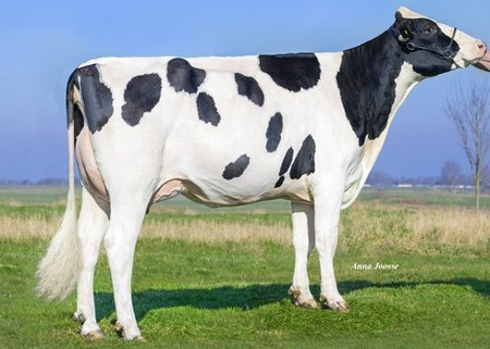 Sire Catalog - CRV