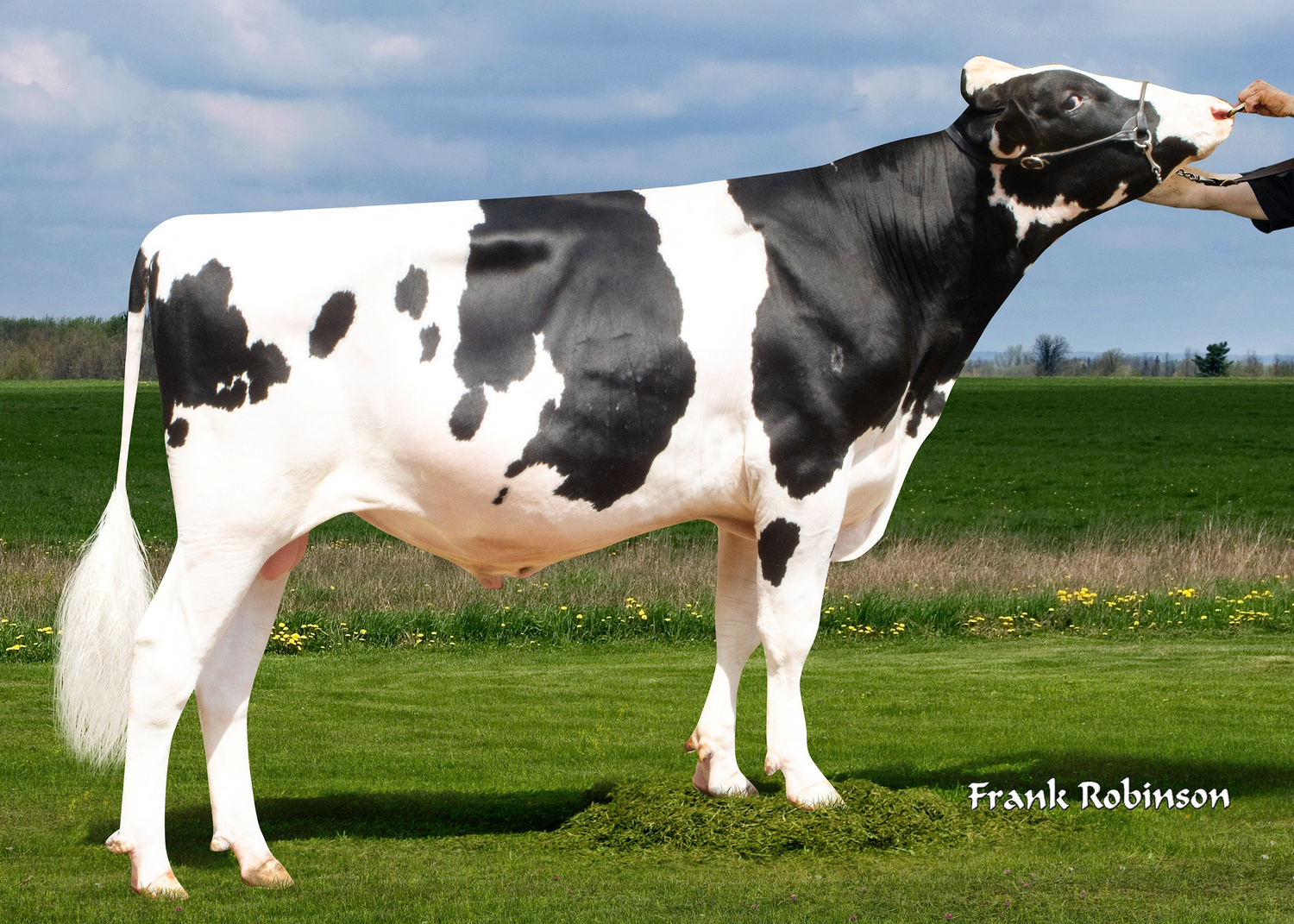 Sire Catalog - CRV