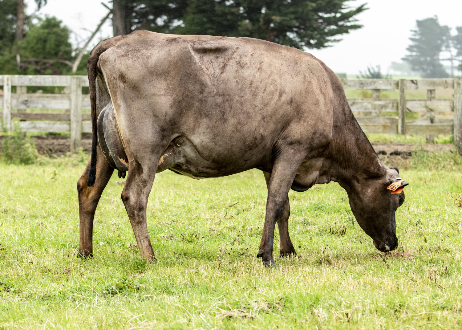 CRESCENT I FIRELIGHTER ET - CRV