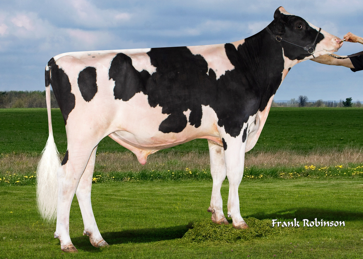 Sire Catalog - CRV