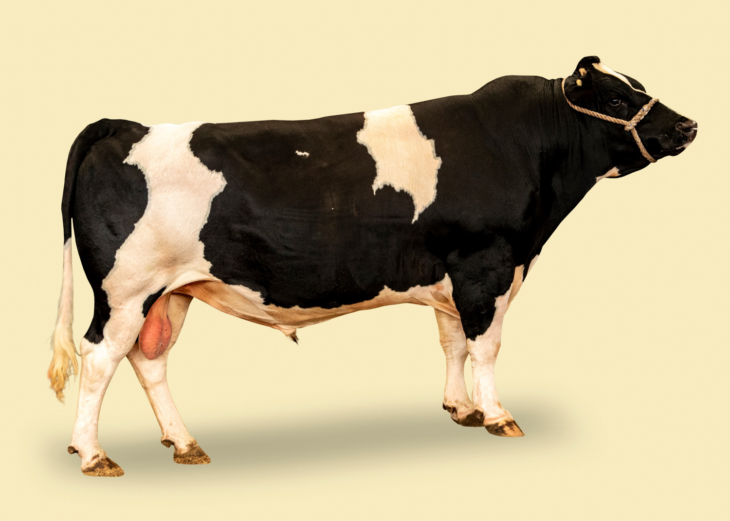 Sire Catalogue - CRV