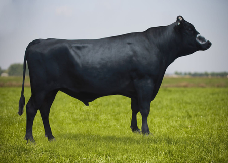 Sire Catalogue - CRV