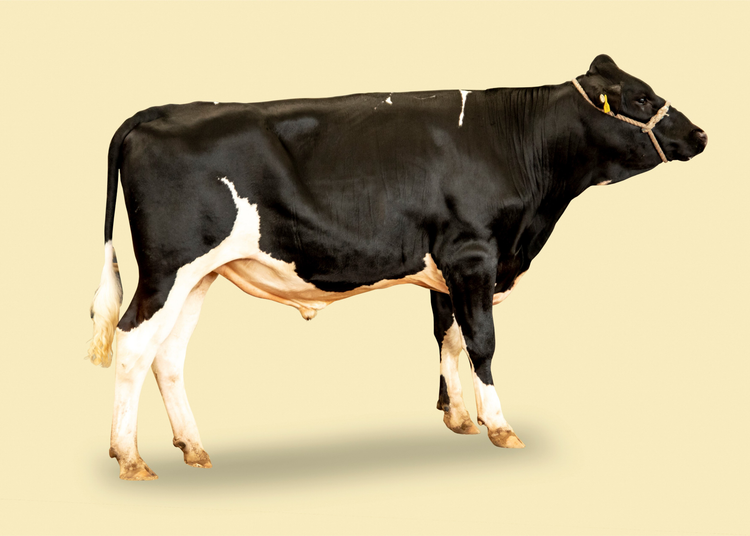 Sire Catalogue - CRV